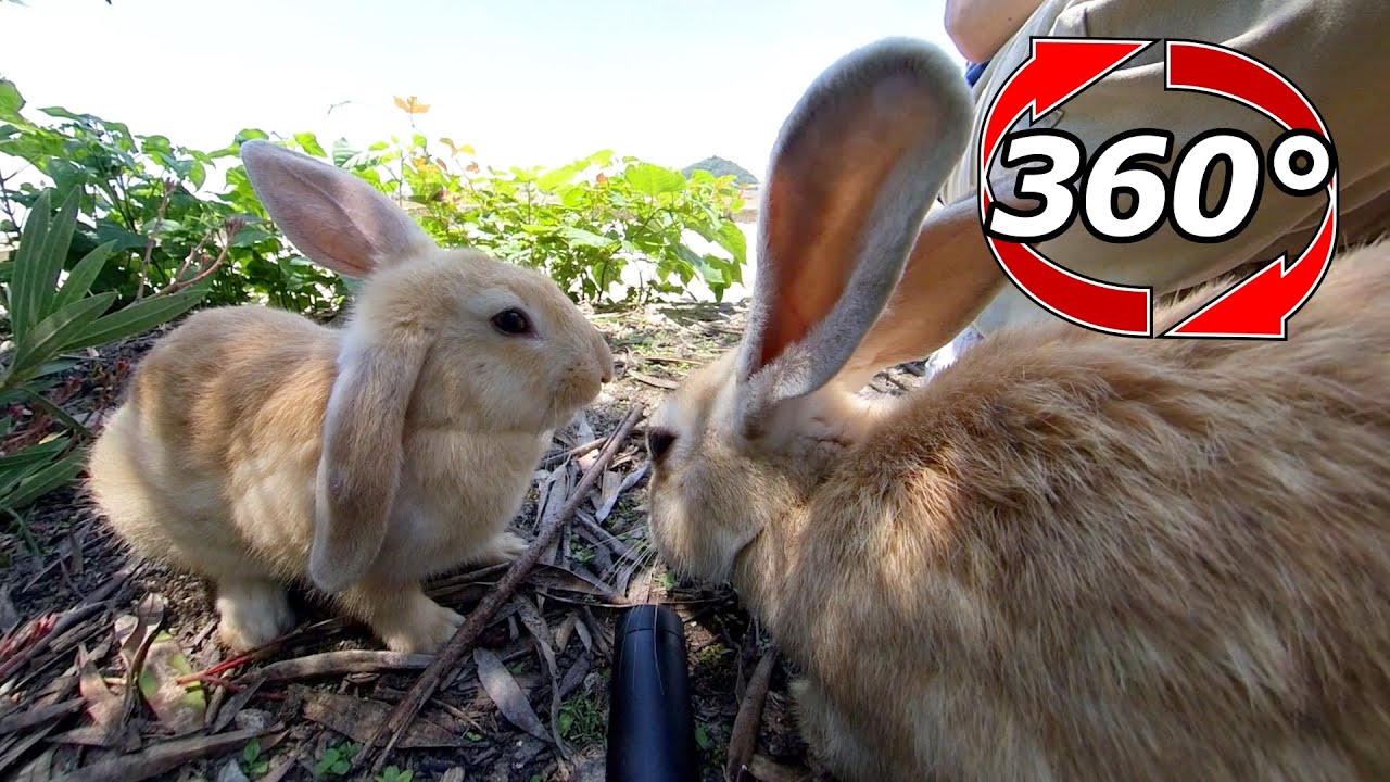 VR 360° | There was a super rare baby rabbit with one droopy ear! - YouTube