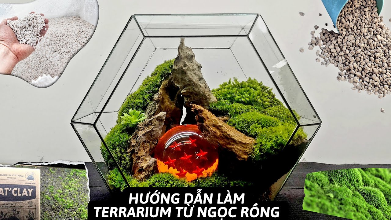 Chia sẽ cách làm Terrarium từ ngọc rồng - How to make Terrarium from ...