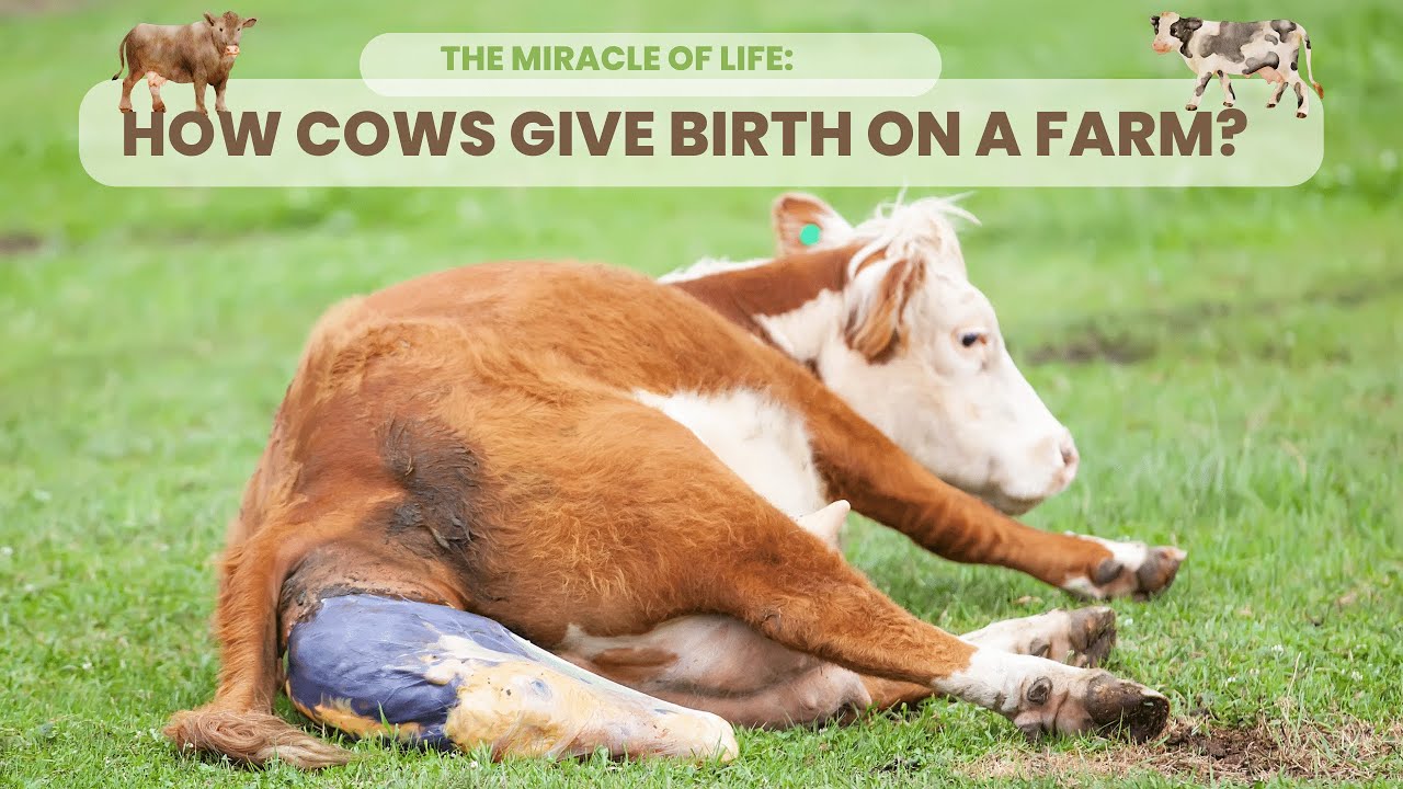 What really goes on inside a cow giving birth? Find out now! #cow # ...