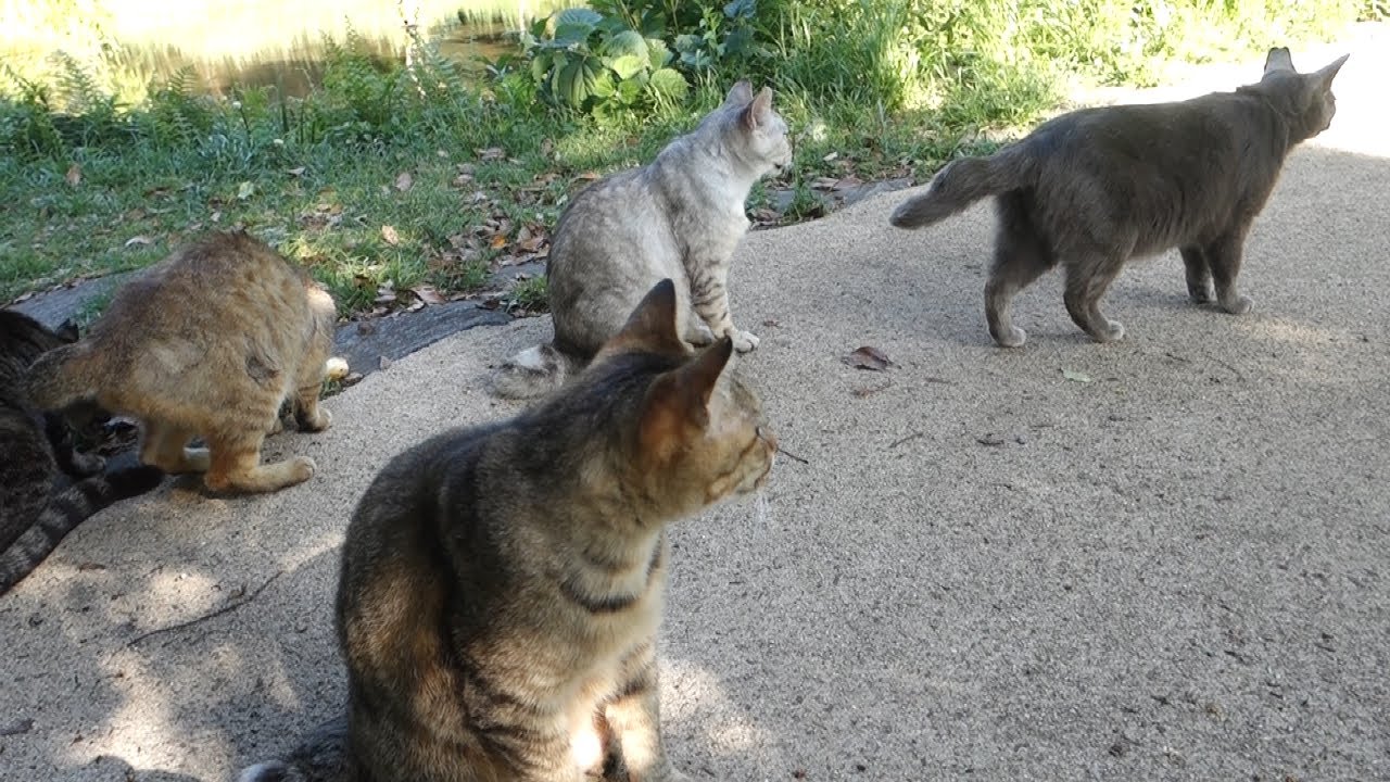 【猫動画】猫ちゃん大集合 large collection of cats #猫 #地域猫 #cat - YouTube