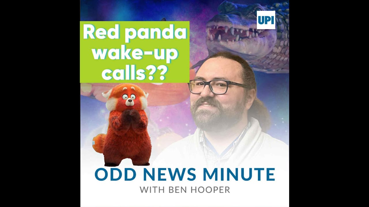 Red panda wake-up calls, the great honey heist - YouTube