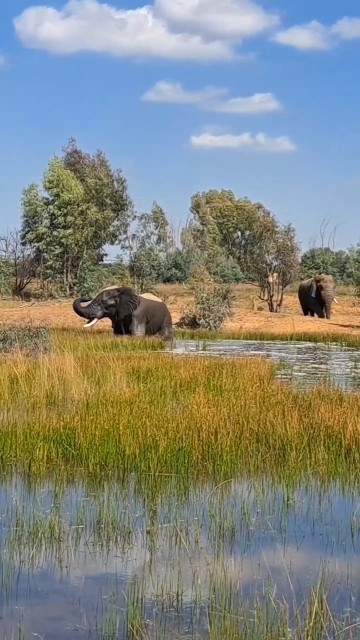 308 - Ricus nel & Riaan Benade #bosveld #afrikaansemusiek #wildelephant ...