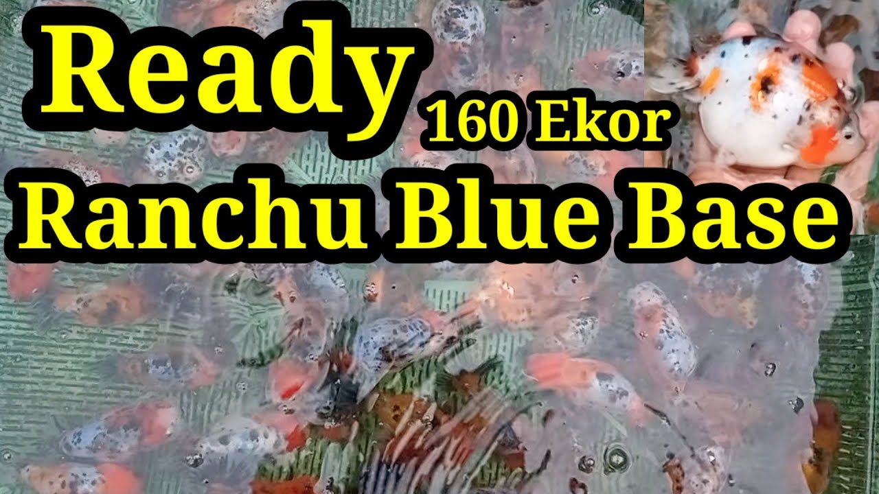 Ready !!! Ikan Mas Koki Ranchu Bluebase Bulky 160 ekor saja (GoldFish ...