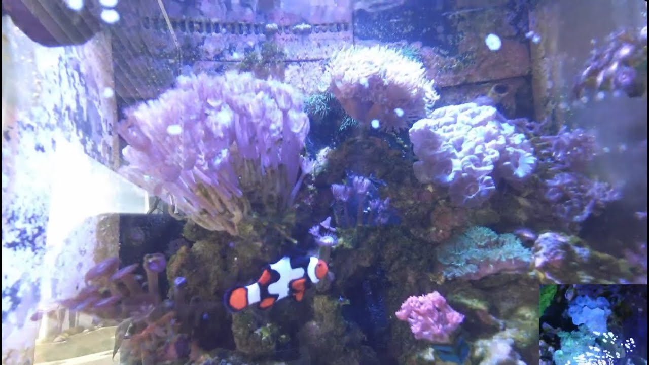 Thursday Reef Vibes - YouTube