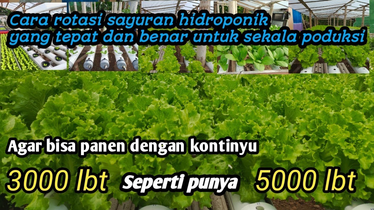Cara rotasi tanam sayuran hidroponik yang tepat agar bisa panen dengan ...