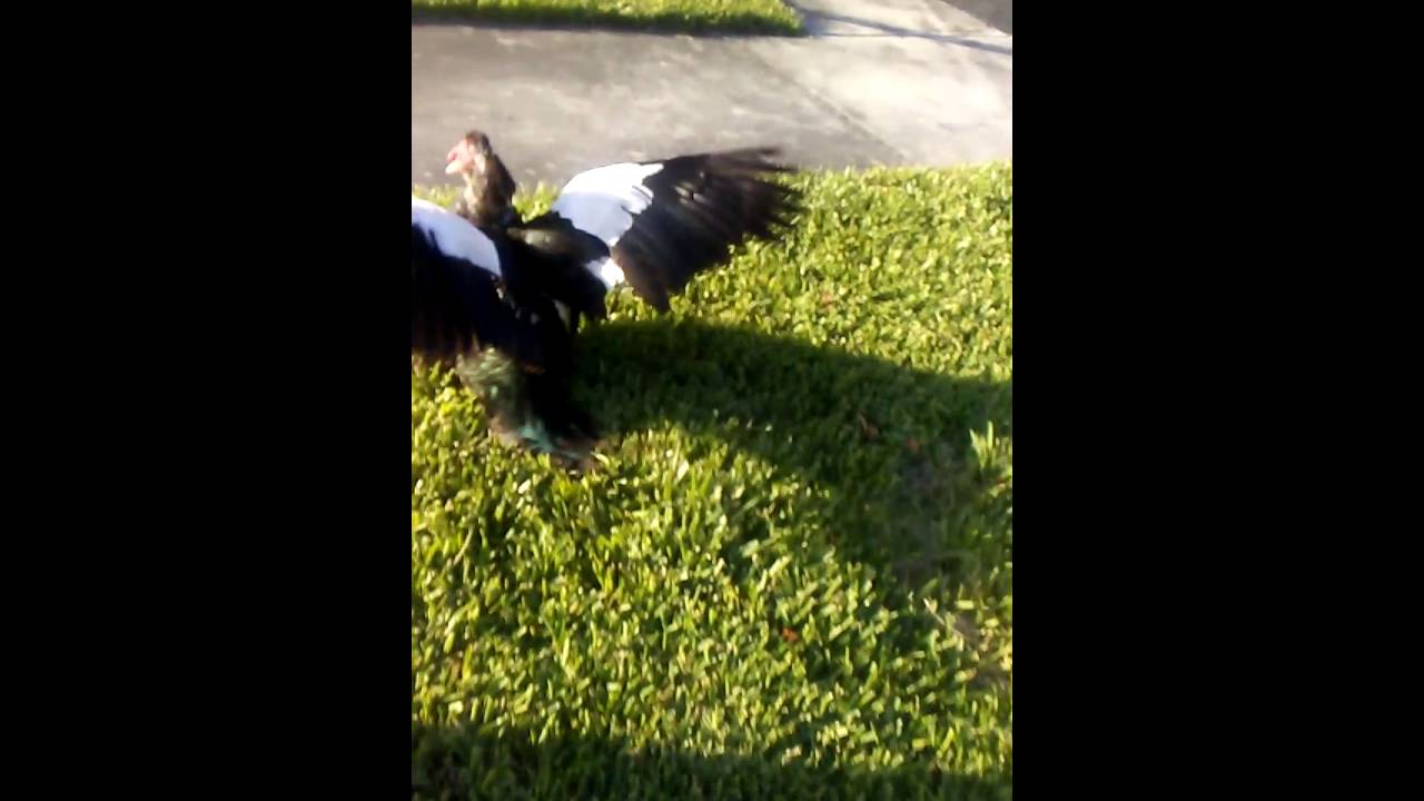 Saving duck with broken leg - YouTube