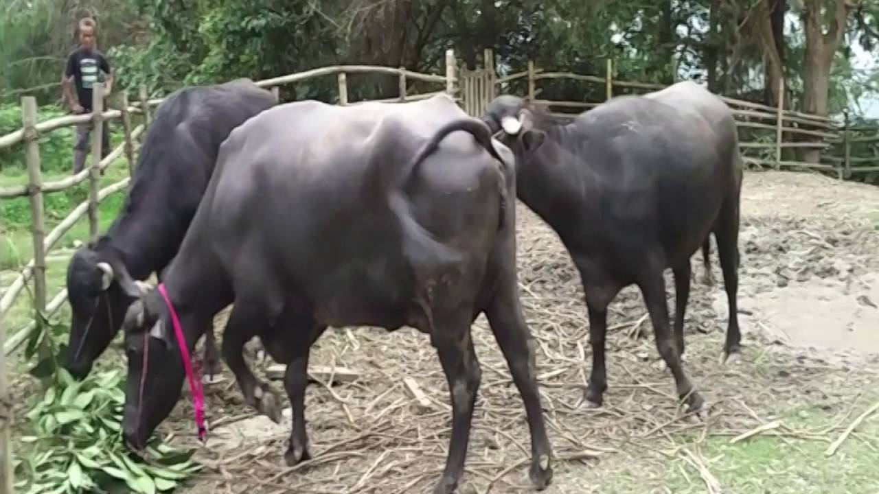 Hackproject.org -- Buffalo_pi -- the bell around the buffalo uncut ...