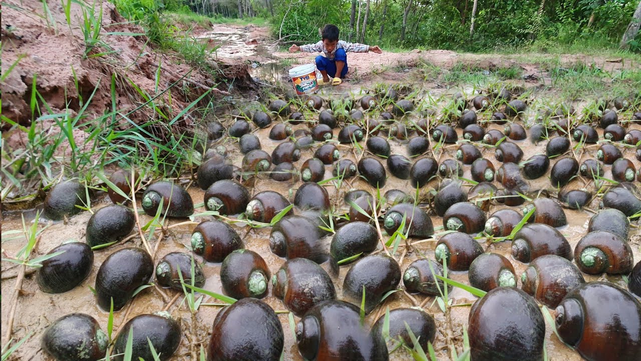 Collect Top Videos Finding Snails at Special place-A Fisherman catch a ...