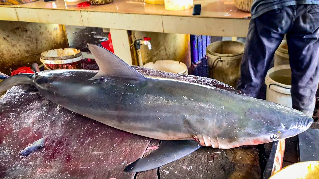 BIG SHARK FISH CUTTING VIDEOS || SHARK FISH FOOD IN INDONESIA - YouTube