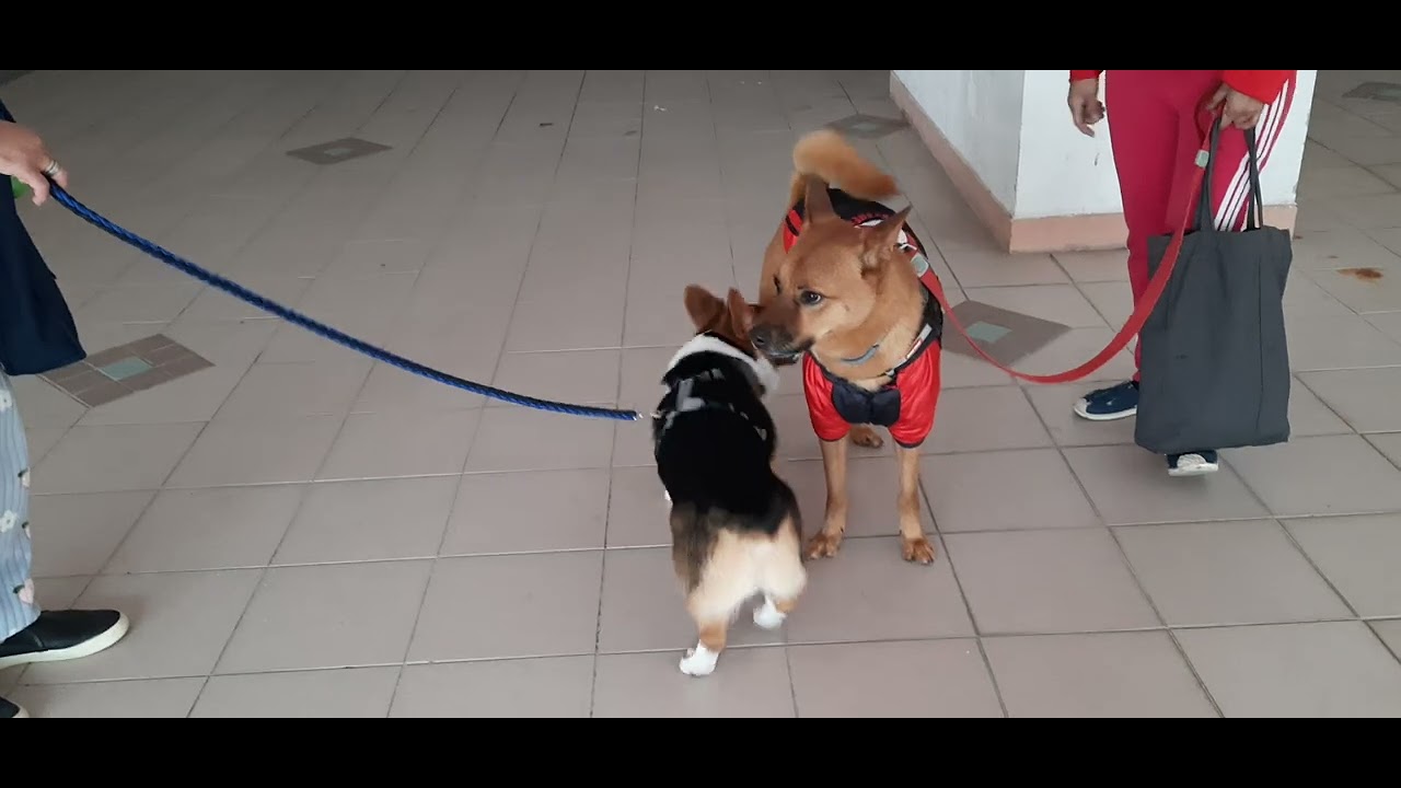 TACHO and CHOCOLATE PLAYING TIME|chenitang michelle - YouTube