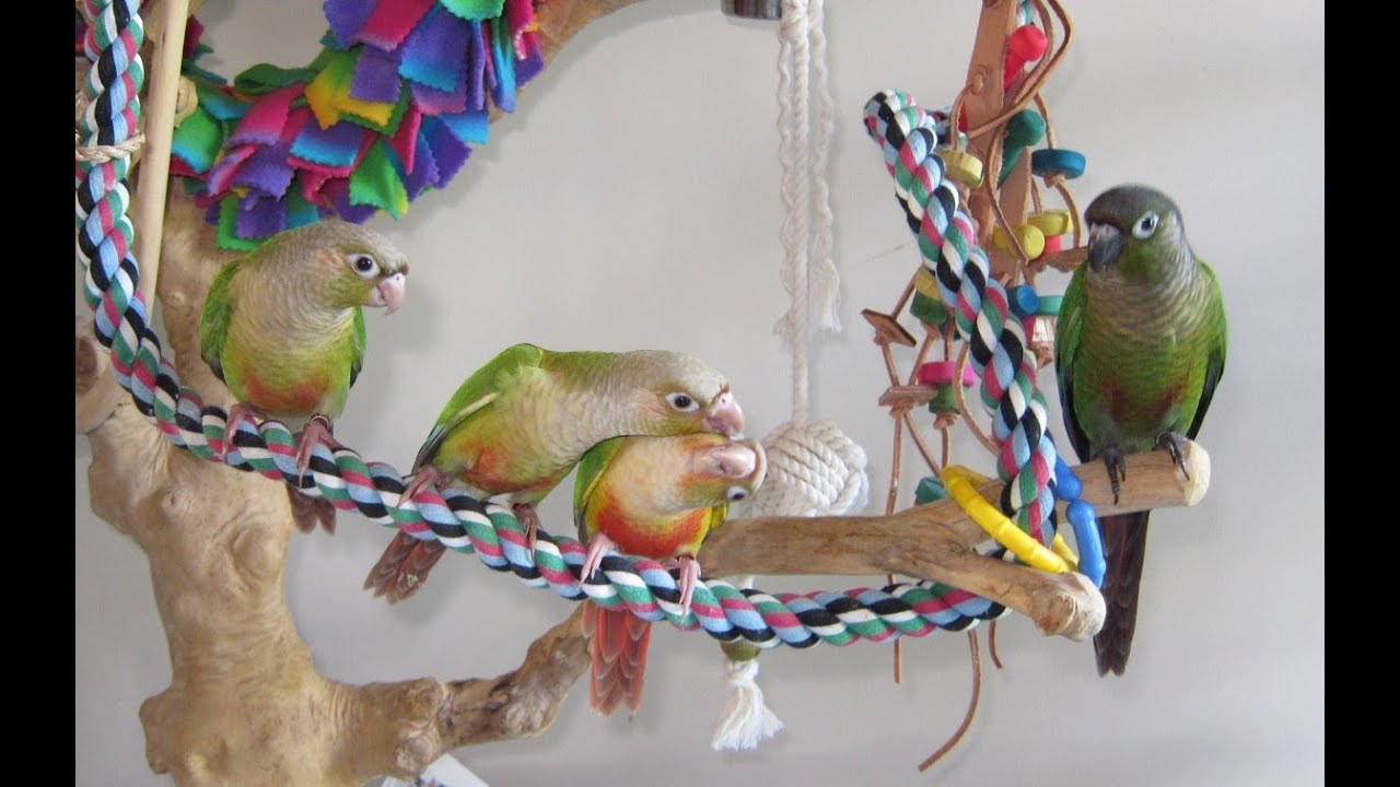 Hand Fed Green Cheek Conures -- Sierra, Rosie, Etta and Kale - YouTube