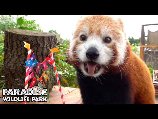 Happy Birthday Red Panda