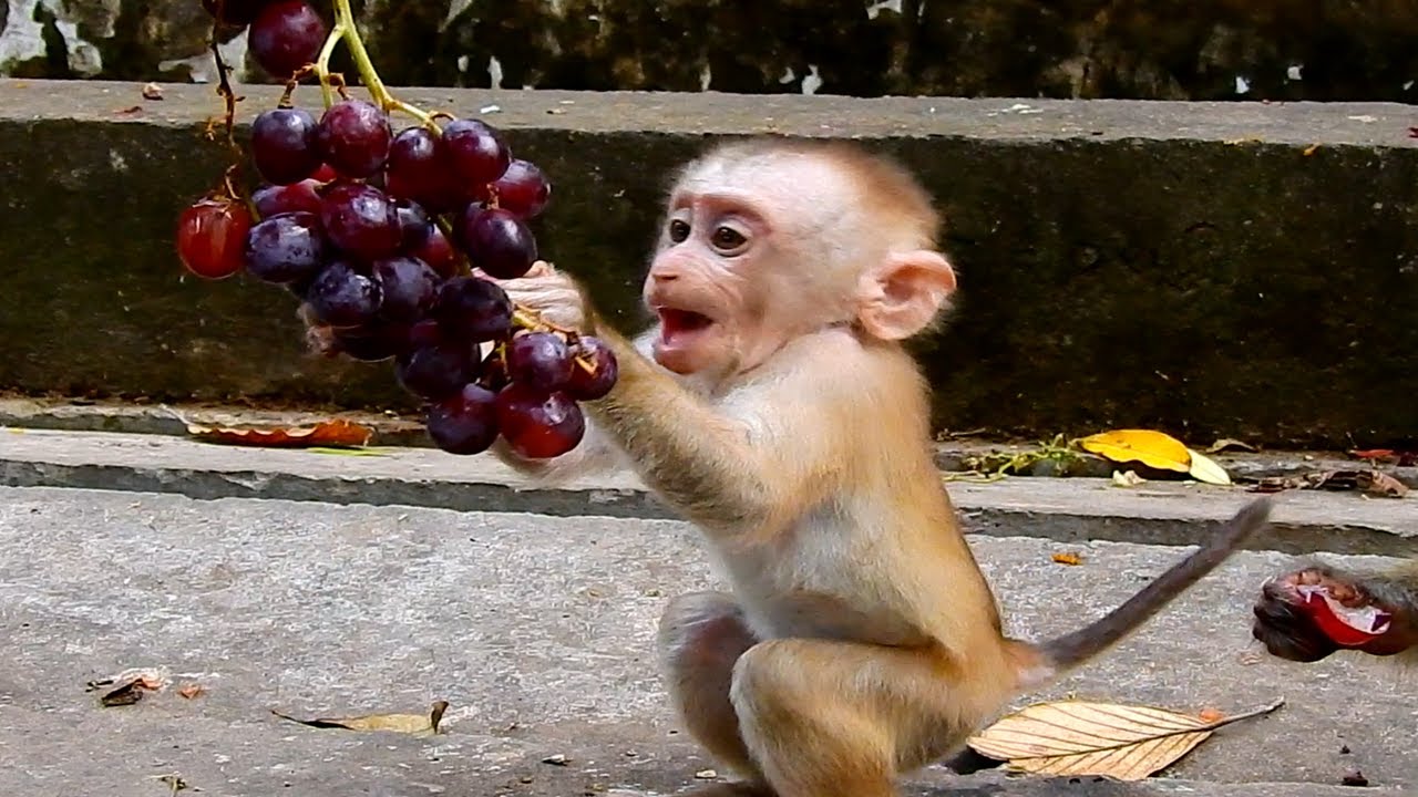 Leo feeling really enjoy with sweet grab fruit so much, Thanks for you ...