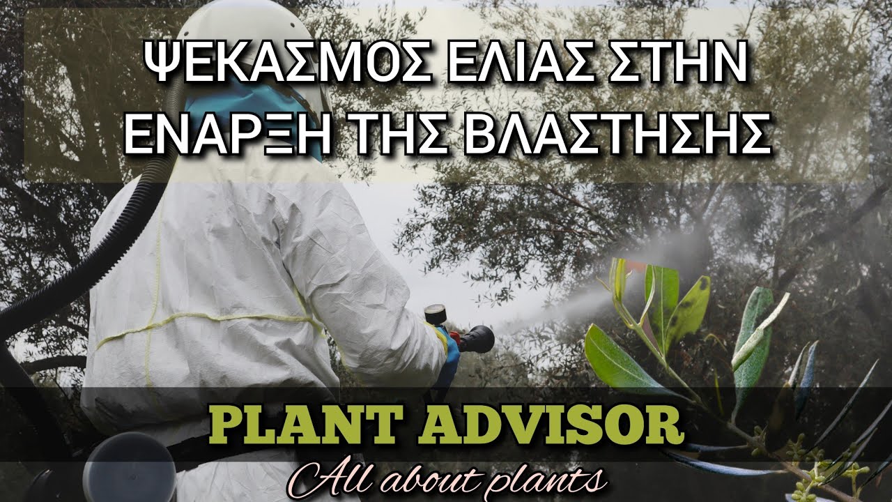 Ψεκασμός Ελιάς‼️ Φεβρουάριος-Μάρτιος‼️Έναρξη Βλάστησης‼️Plant Advisor ...