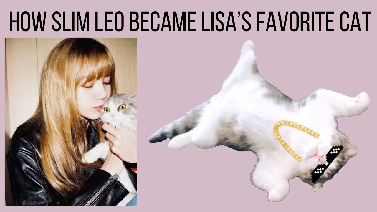 How Leo became Blackpink’s Lisa favorite cat - YouTube