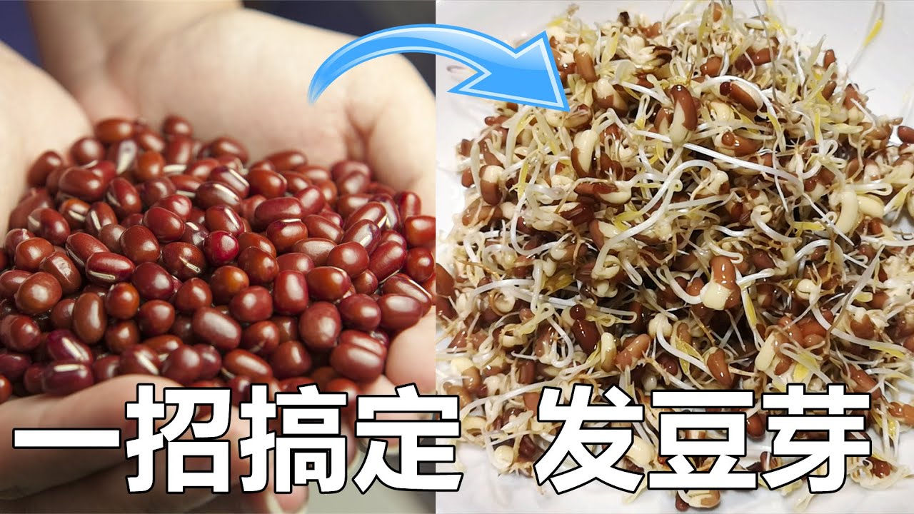 Only 1 step growing red bean and mung bean sprouts - YouTube