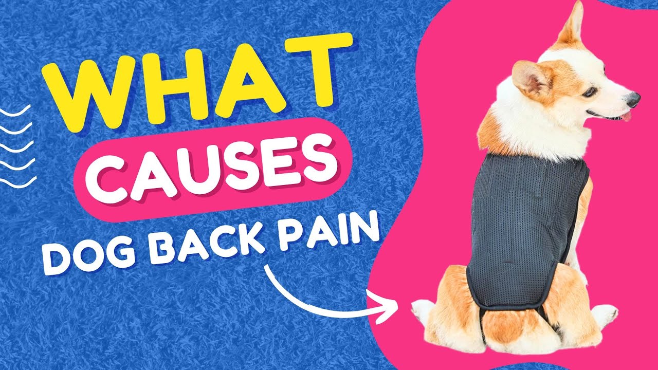 Common Reasons For Dog Back Pain (Never Ignore Them) - YouTube