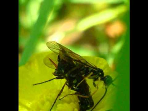 MarieBlue InsectAmour