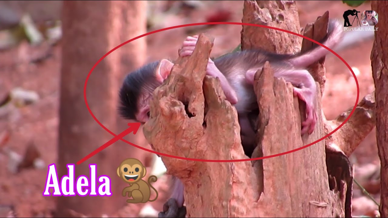 Adorable Momma Adora And Baby Adela🐒Action Cute Baby Adela Alone Play ...
