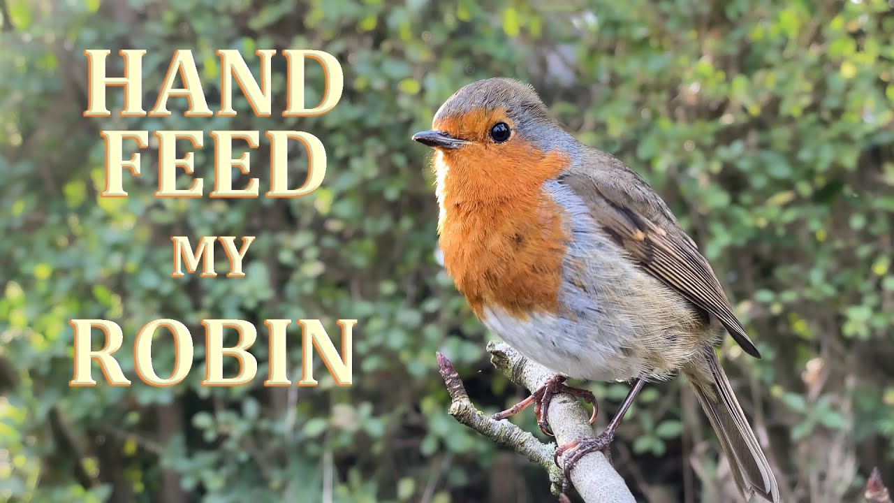 How I feed my Robin with Wax Worms and Meal Worms - YouTube