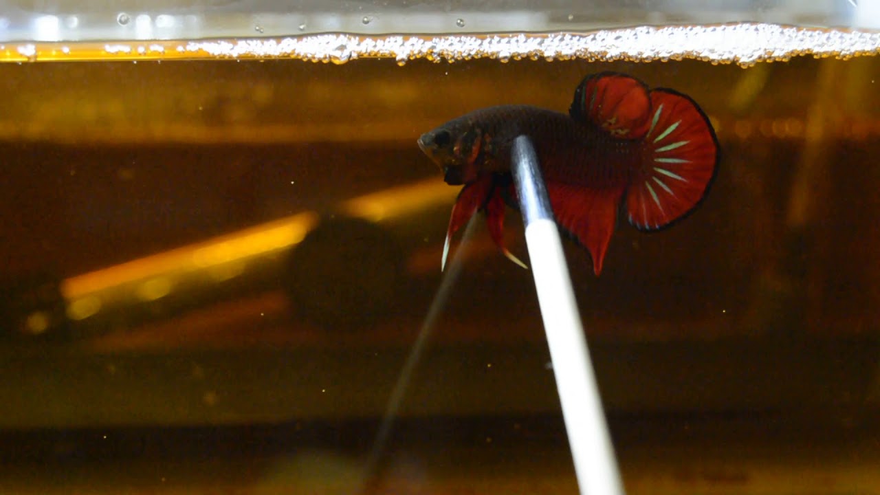 Wild Betta Splendens (Red) - YouTube