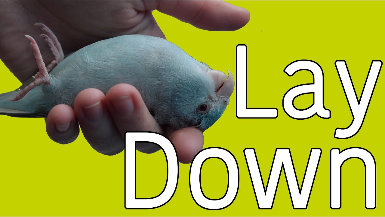 Training Tutorial | Lay Down - YouTube