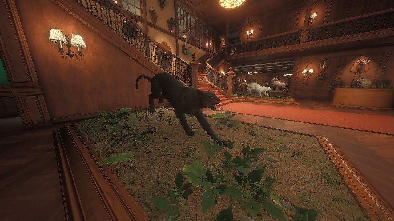 melanistic mountain lion hunting cotw - YouTube