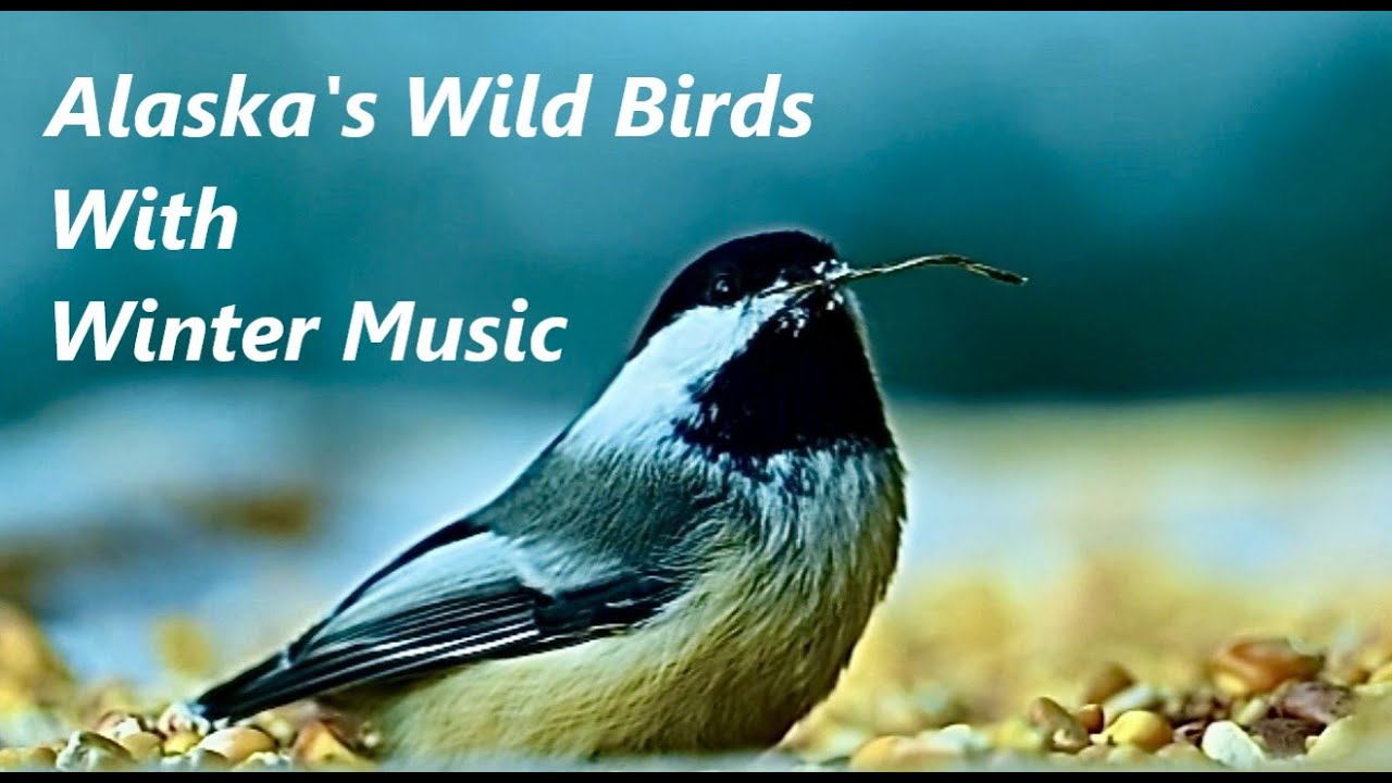 Wild Birds & Chill: Winter Music Inspired by Alaska's Birds - YouTube