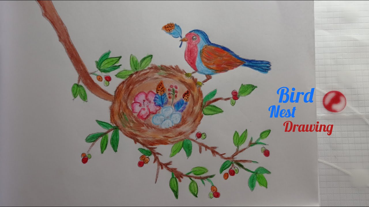 Bird Nest Drawing/How To Draw A Bird In Nest/Bird Nest Drawing In ...