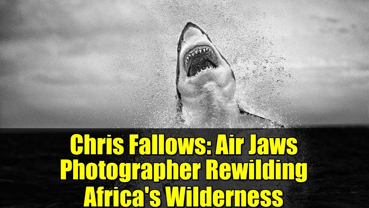 Chris Fallows: Air Jaws Photographer Rewilding Africa's Wilderness ...