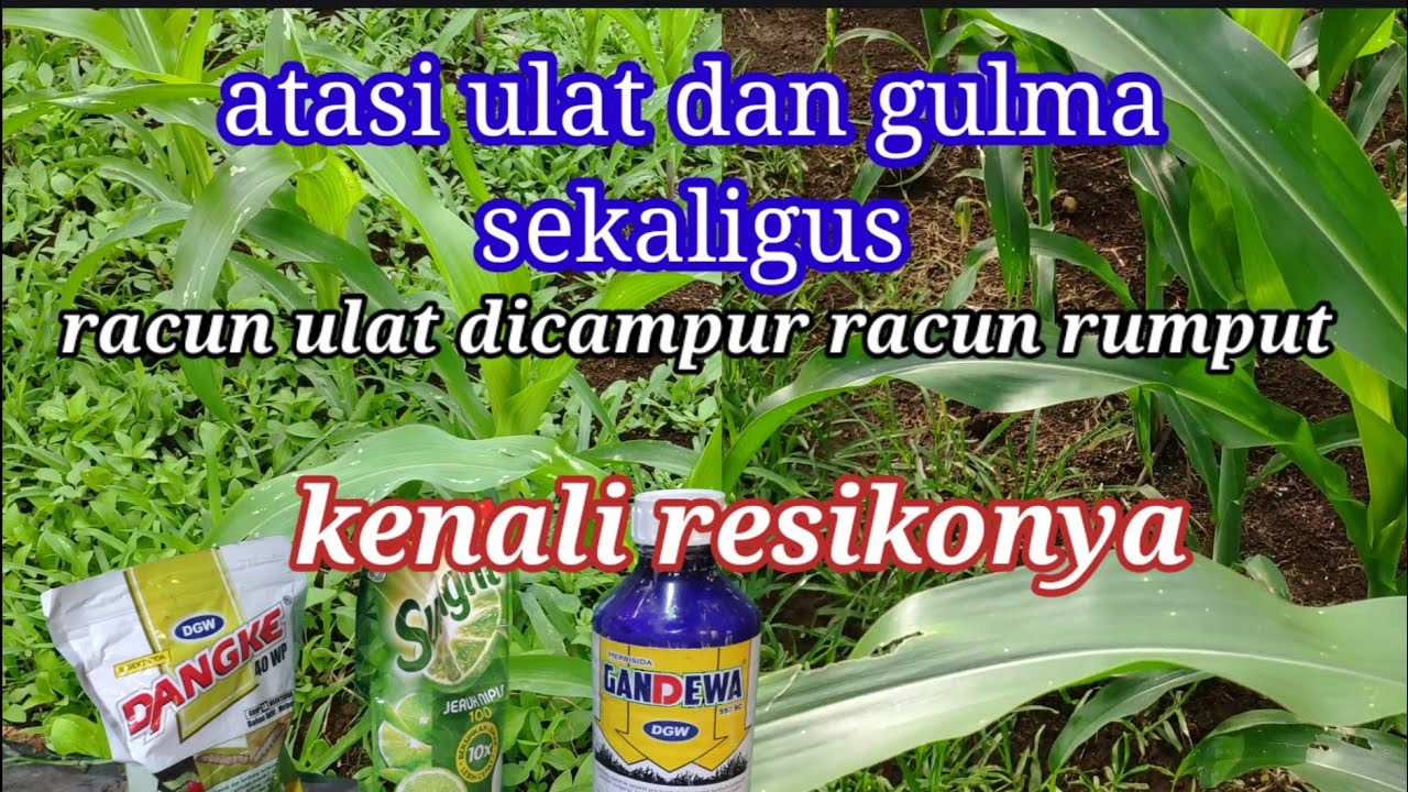 mengatasi ulat dan rumput satu kali jalan di tanaman jagung - YouTube
