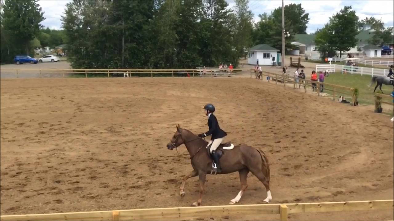 Lili pop - Large pony hunter for sale - YouTube