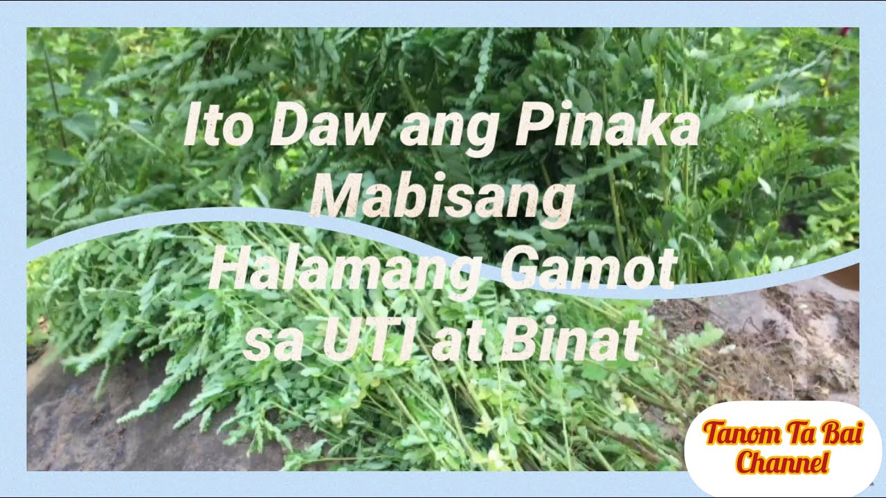ITO DAW ANG PINAKA MABISANG HALAMANG GAMOT SA UTI AT BINAT - YouTube