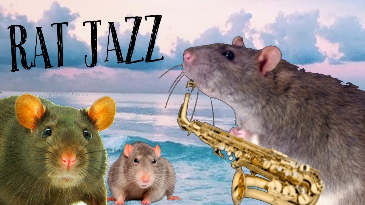 Rats & Jazz (extraordinary) - YouTube