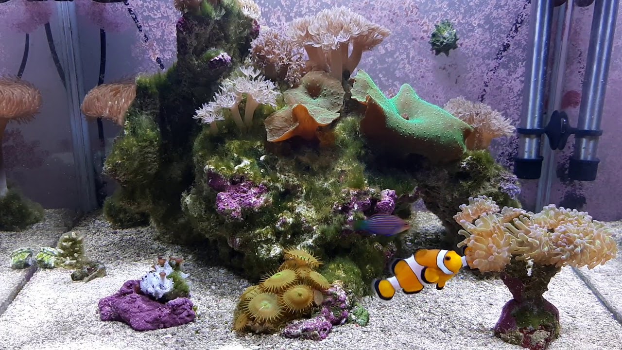 Aqua Reef Update - 4 anos - YouTube