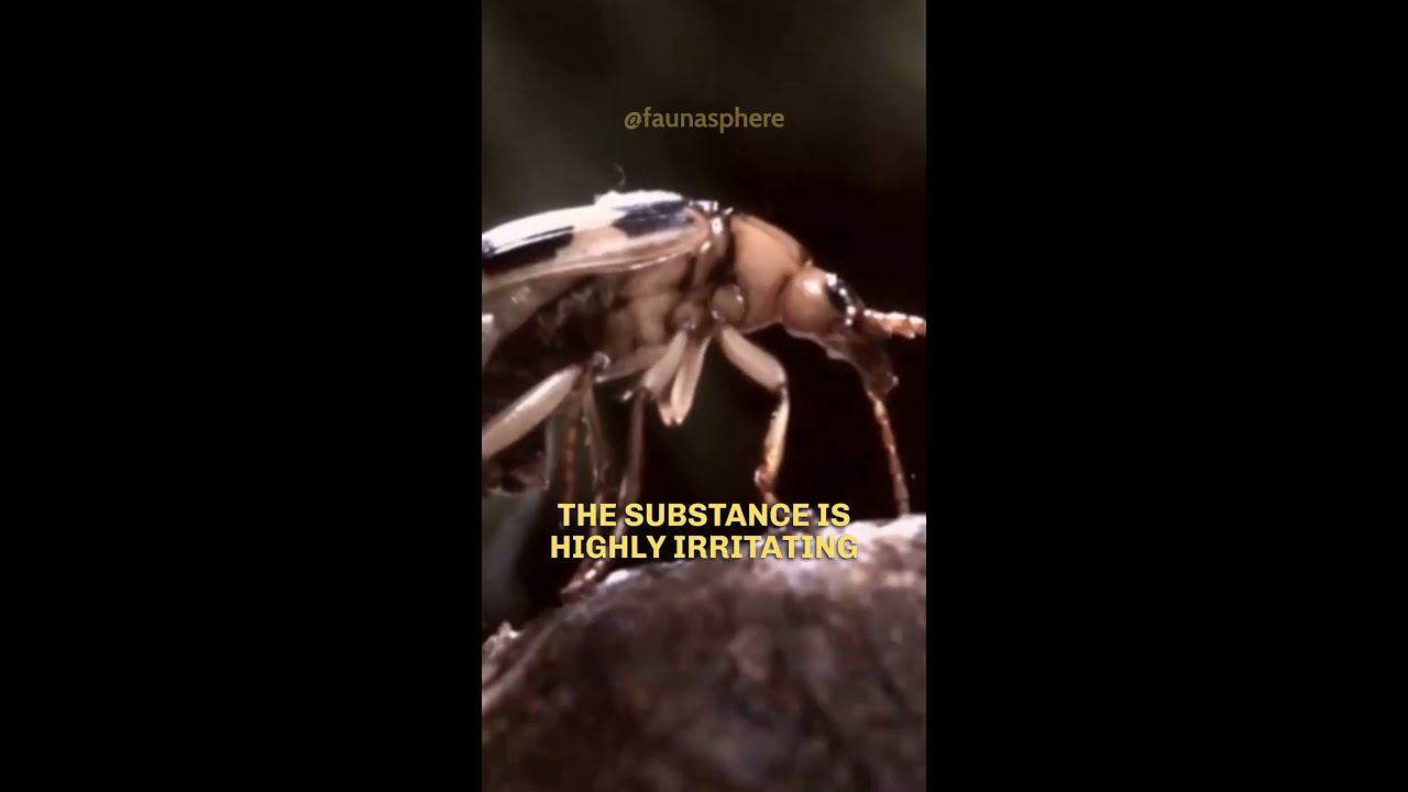 🪲 Bombardier Beetle | The Acid Spray Killer #Shorts - YouTube