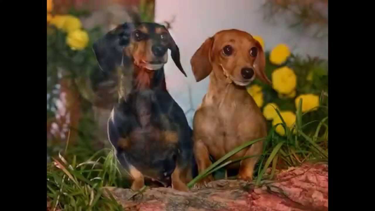 Cute Dog Slideshow - YouTube