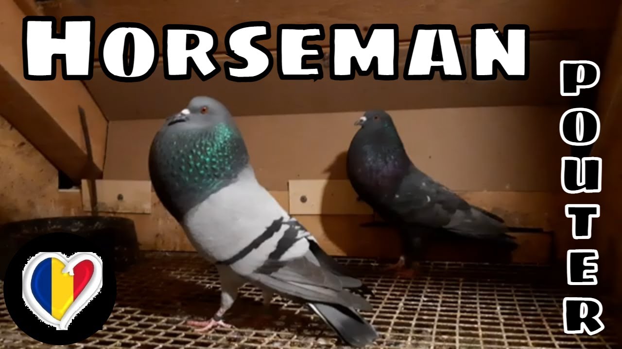 Porumbei Gusati Horseman Thief Pouter - YouTube