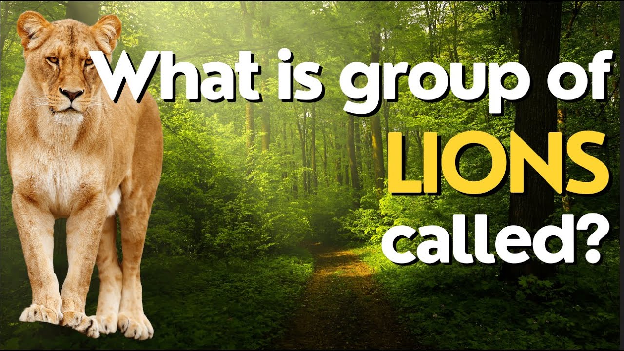 What is a Group of Lions Called? Discovering the Social Structure of ...