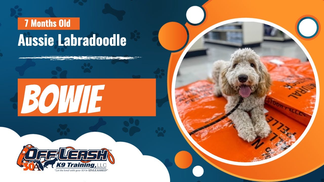 Aussie Labradoodle, 7 months, Bowie | Best Dog Training Central ...