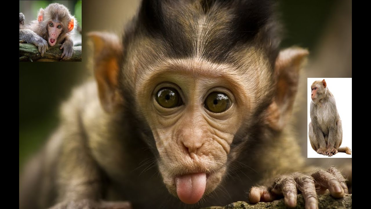 Monkey Natural Beauty Fact in Forest Landscape - YouTube