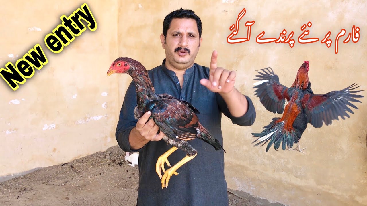 Ganju aseel pathiyan pathy agye - YouTube