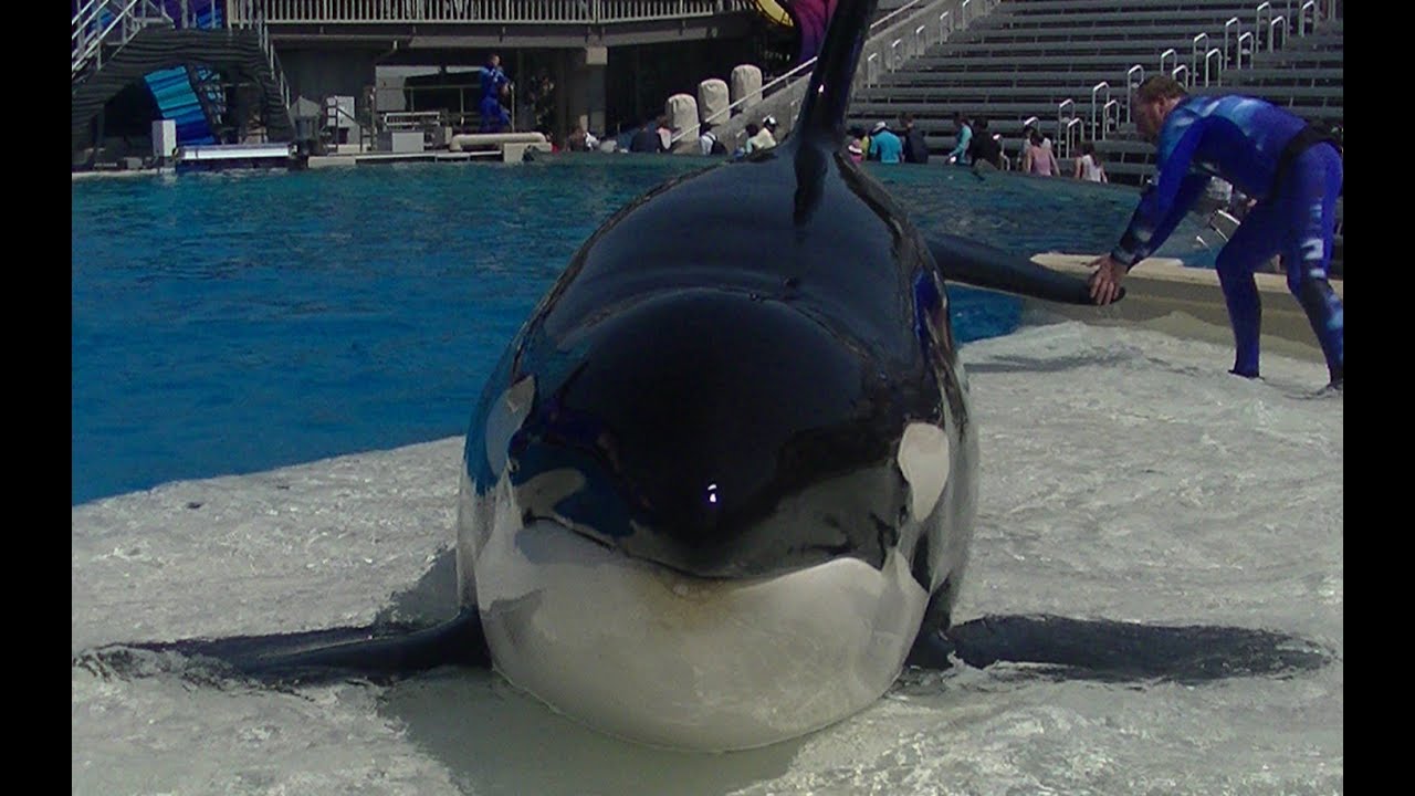 Face to face with Orca "Orkid" April 20, 2015 - SeaWorld San Diego ...