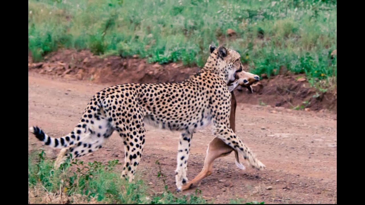 Ferocious leopard is hunting deer - YouTube