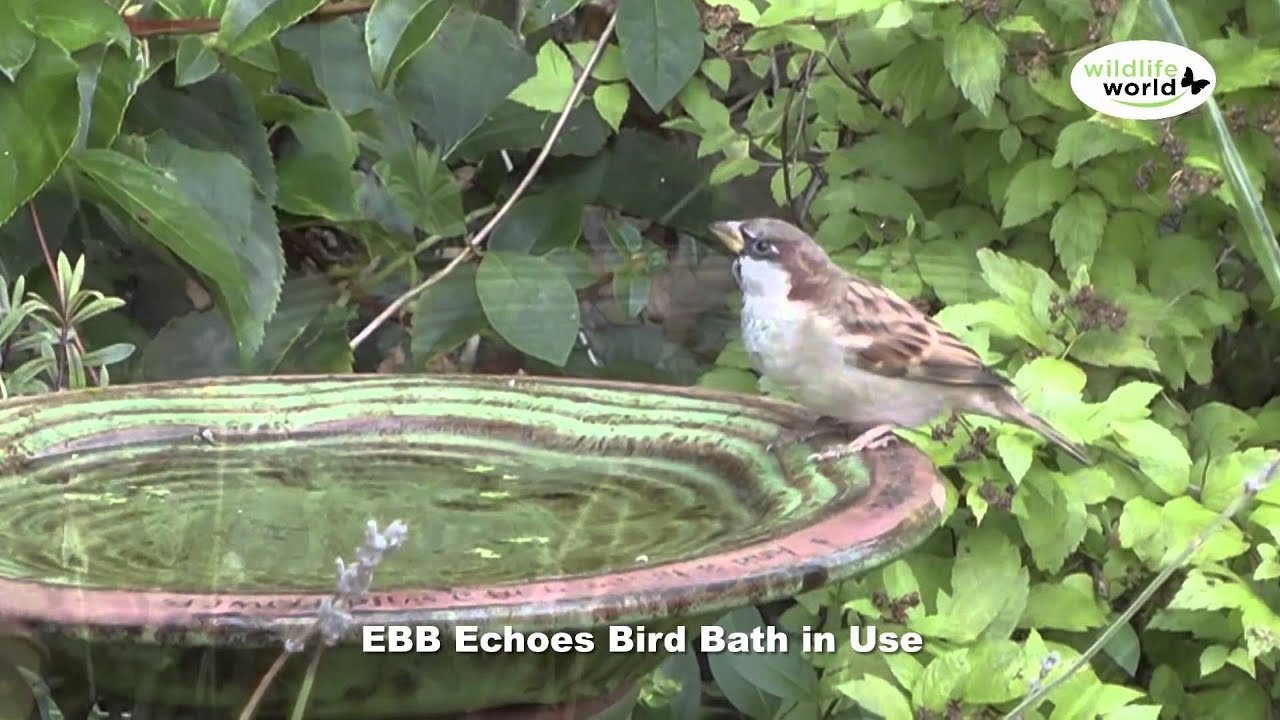 The Wildlife World EBB Echoes Bird Bath - YouTube