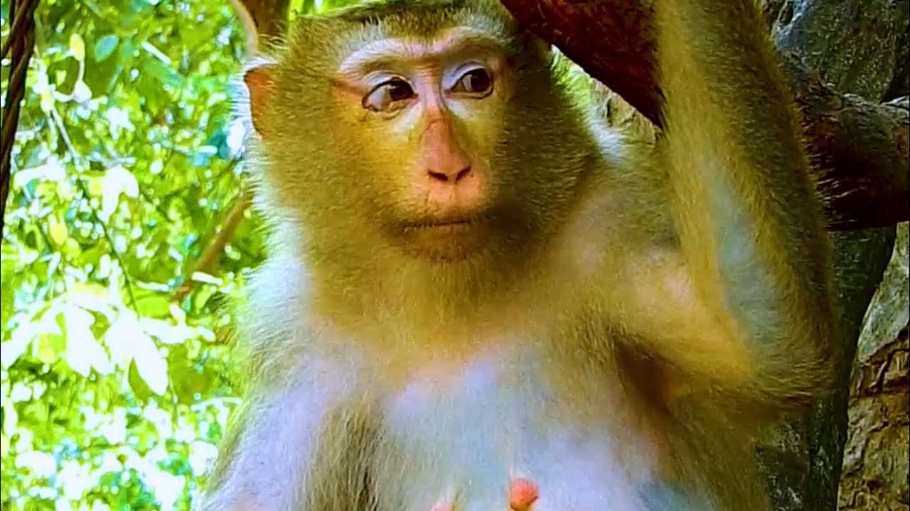 Luna get sime milk before grooming - YouTube