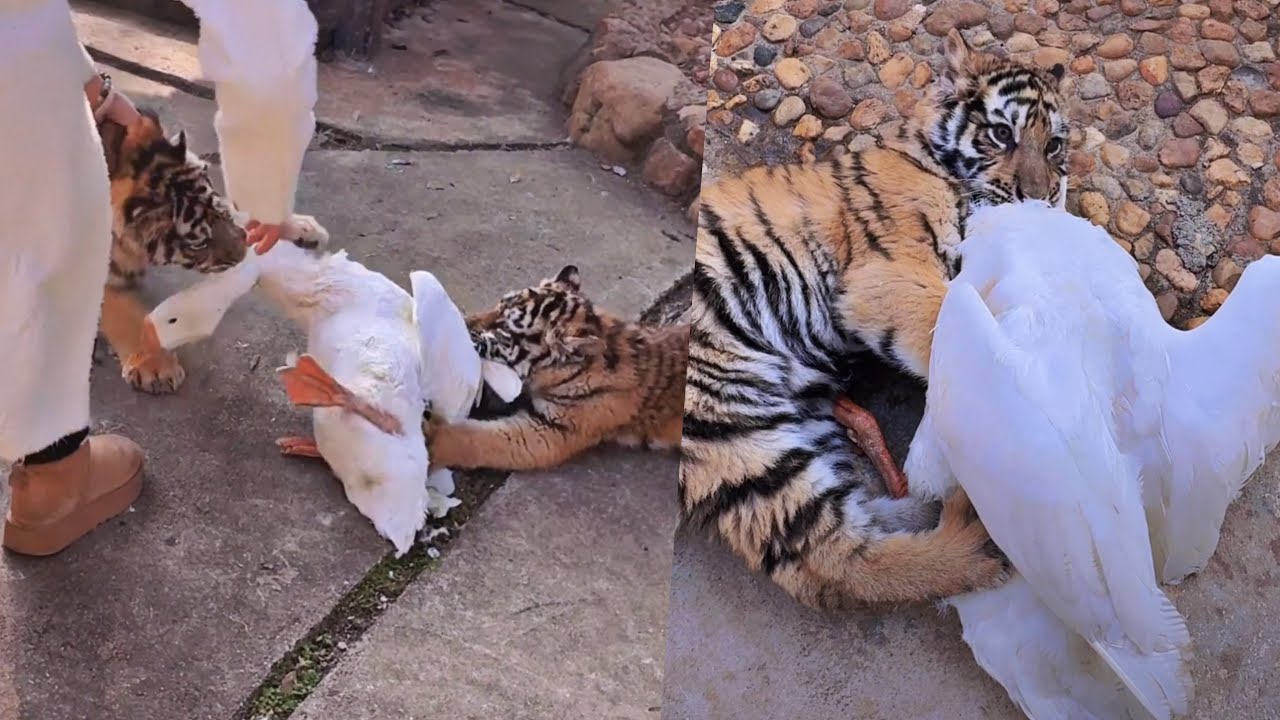Baby Tigers Attack Duck 🦆 😳🙀 - YouTube
