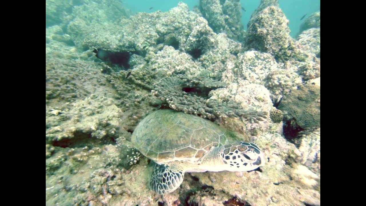 Scuba Dive at Sharm Rock - YouTube