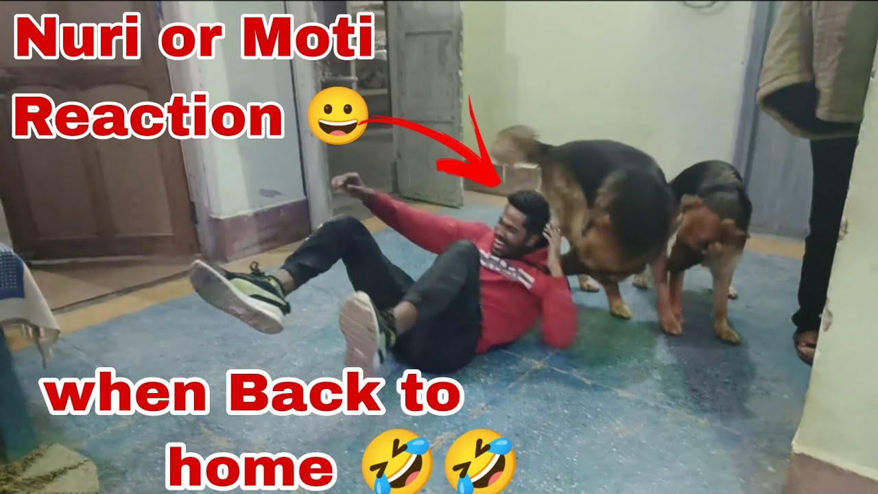 German shepherd Nuri or Moti Reaction l #animal lovers - YouTube