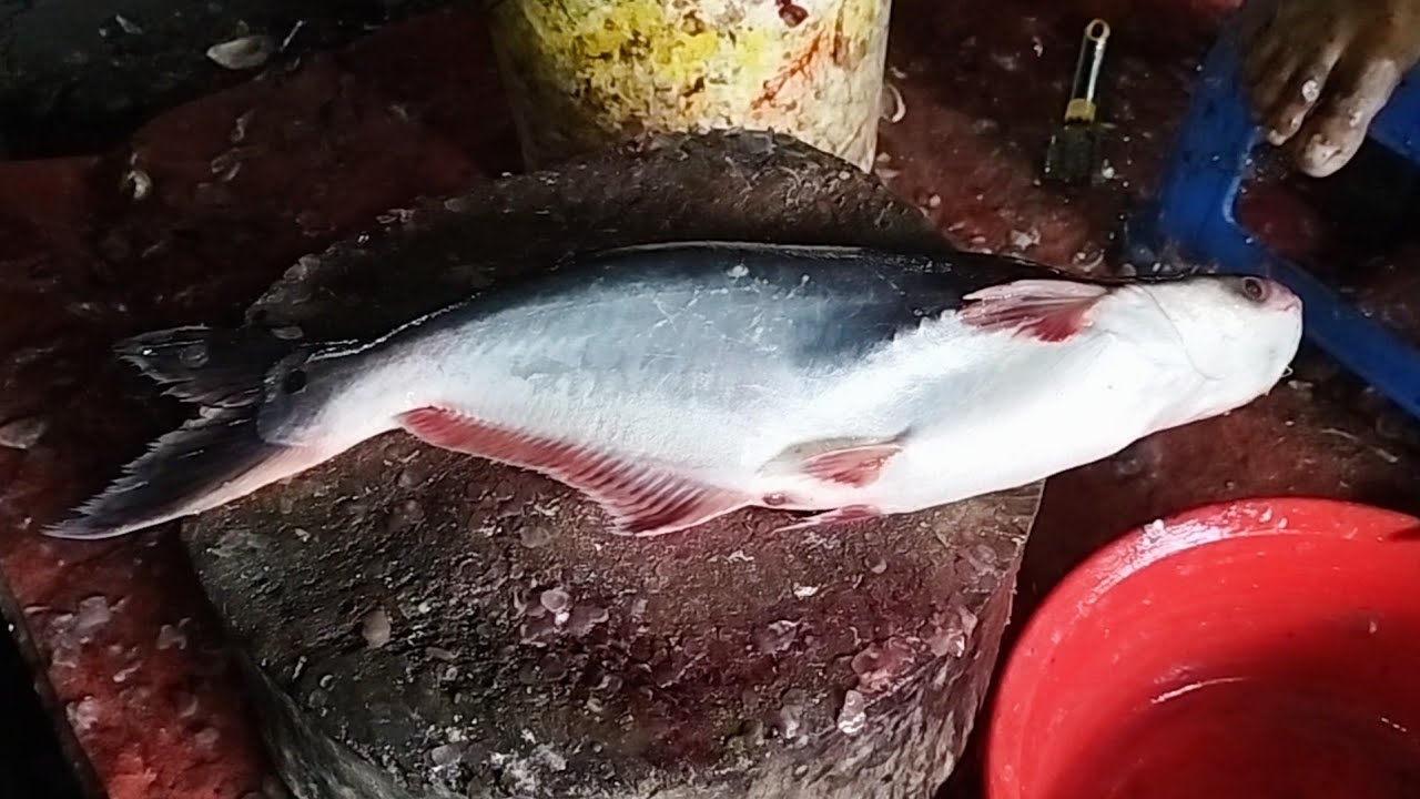 Amazing Fish Pankaj Citting | Fish Cutting Skills Bangladesh - YouTube